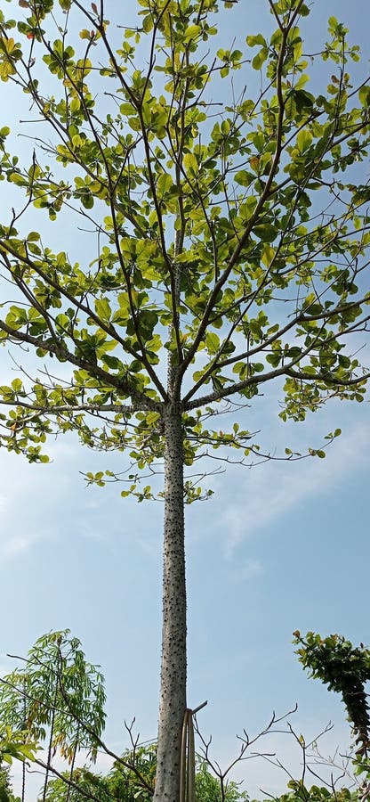 Skycrapper Tree through Sunshine Stock Photo - Image of shrub, twig ...