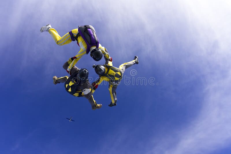 Lizard on white background stock photo. Image of horizontal - 24986856