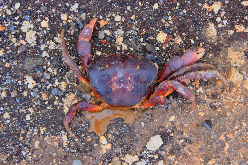 Skydiving Using a Parachute when the Blue Sky a Stock Photo - Image of ...