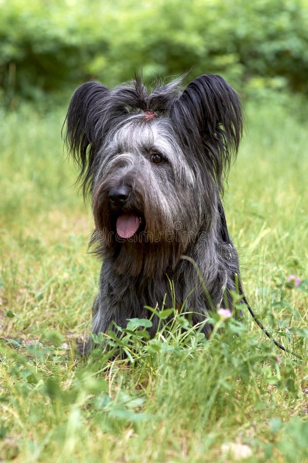 Skye Terrier Dog Sitting and Looking at the Camera on White Stock Photo - Image of skye, number ...