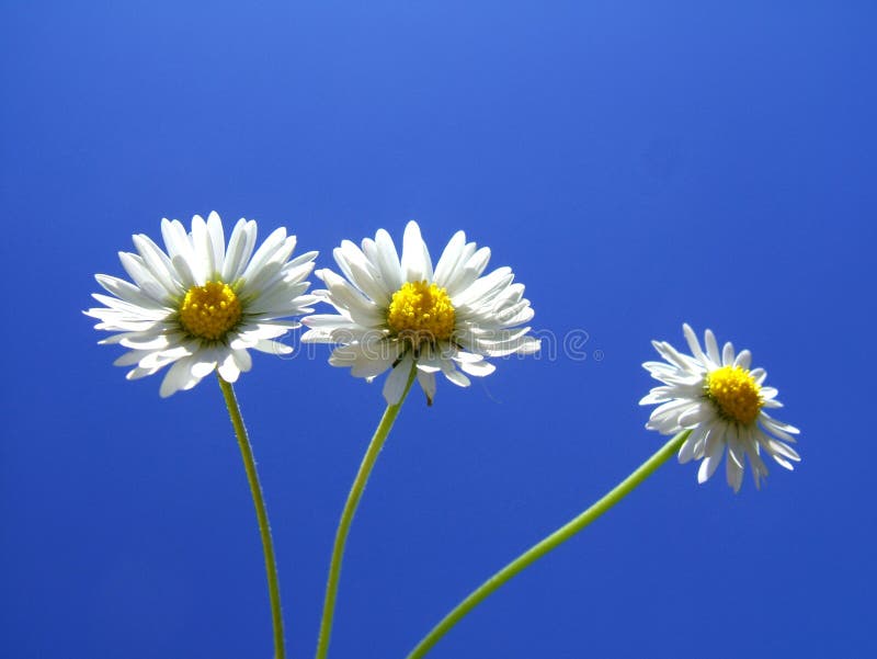 Skyflowers stock photo. Image of light, macro, petals - 4559054