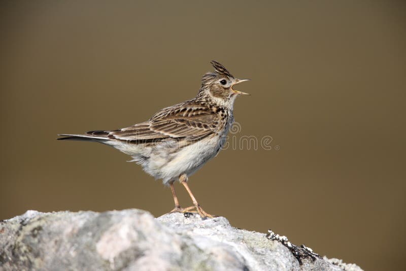 Skylark Alauda Arvensis Kid Stock Photo - Image of alauda, bird: 38193730