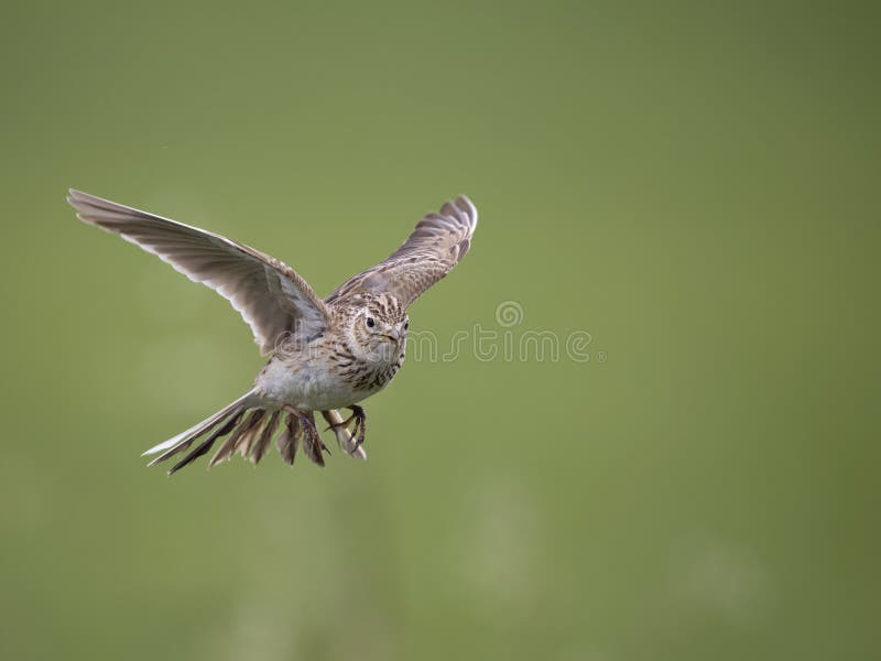 Skylark, Alauda arvensis stock photo. Image of animal - 278845116