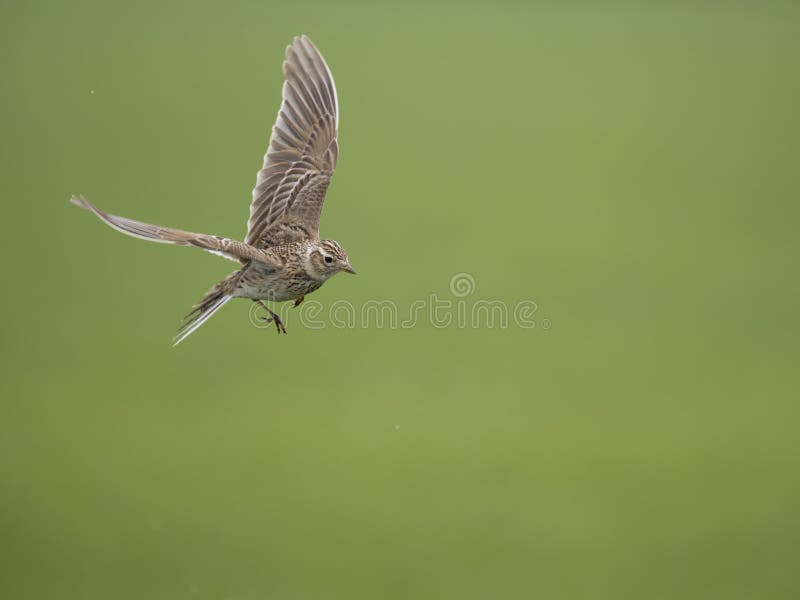 Skylark, Alauda arvensis stock image. Image of fauna - 278845129