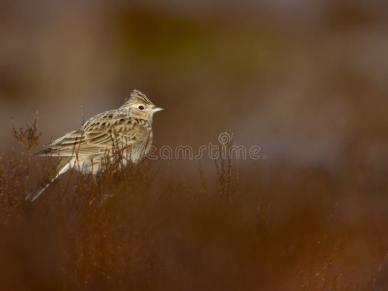 Skylark, Alauda arvensis stock photo. Image of skylark - 365422114