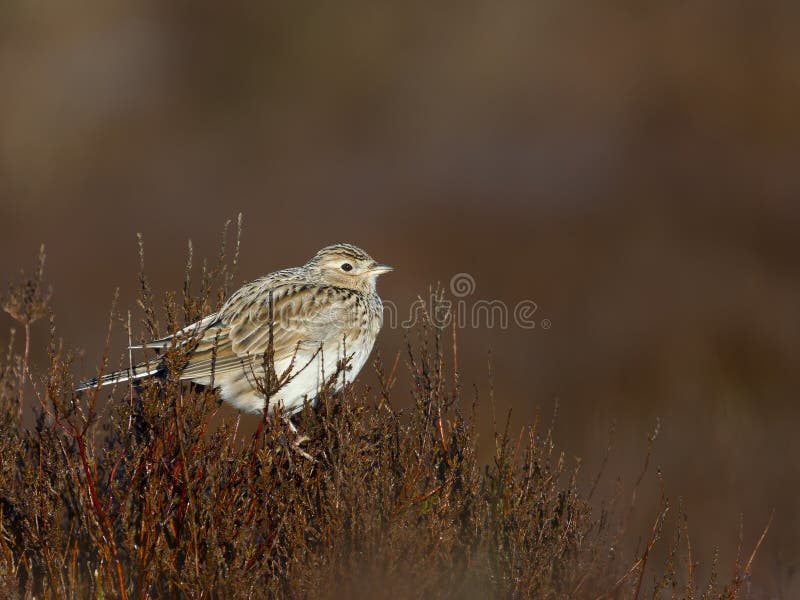 Skylark, Alauda arvensis stock photo. Image of skylark - 365422114