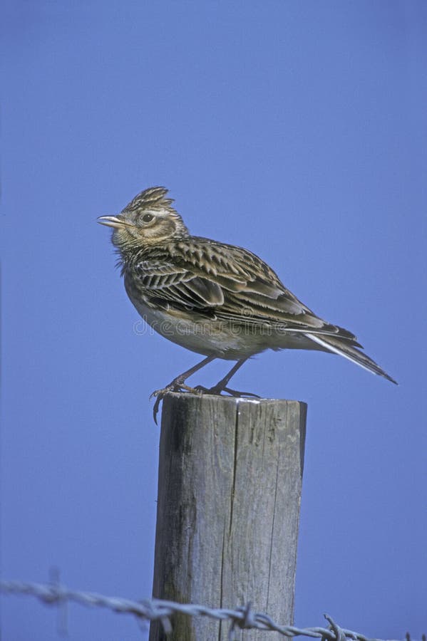 Skylark, Alauda arvensis stock image. Image of bird - 365422049