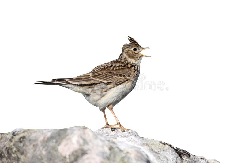 Skylark Alauda Arvensis Kid Stock Photo - Image of alauda, bird: 38193730