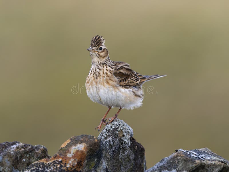 Skylark, Alauda arvensis stock photo. Image of skylark - 365422072