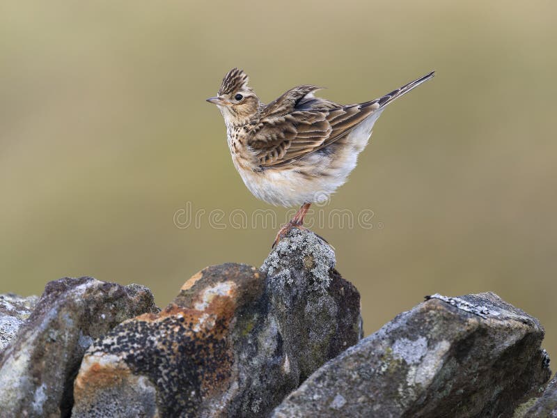 Skylark, Alauda arvensis stock photo. Image of skylark - 365422072