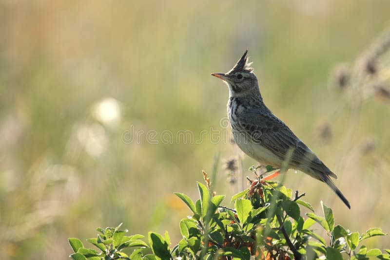Skylark Bird