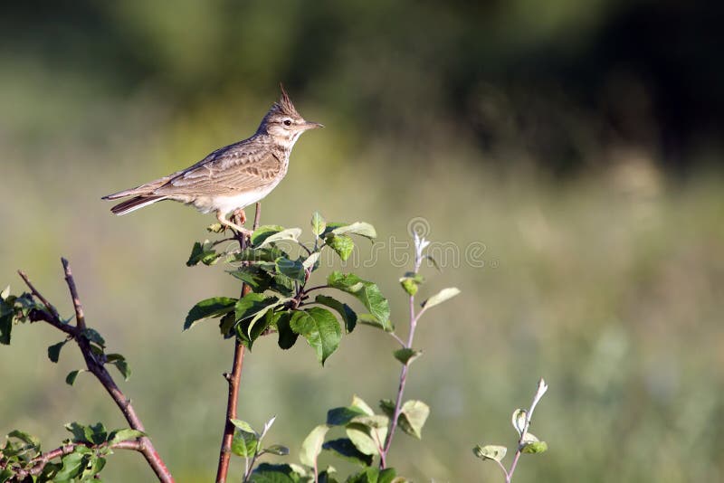 Skylark Bird