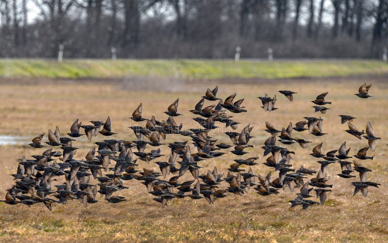 130 Flying Birds M Stock Photos - Free & Royalty-Free Stock Photos from ...
