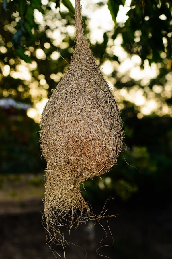 Skylark nests stock image. Image of skylark, leaves, nature - 63988649