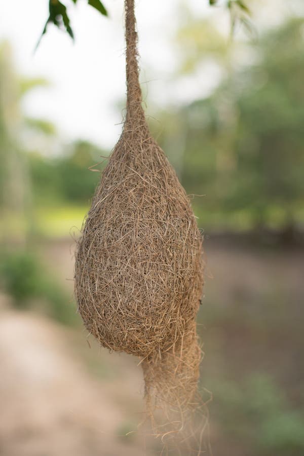 Skylark nests stock image. Image of nature, leaf, small - 63988747