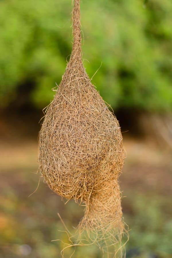 Skylark nests stock image. Image of nests, bird, woven - 63988811