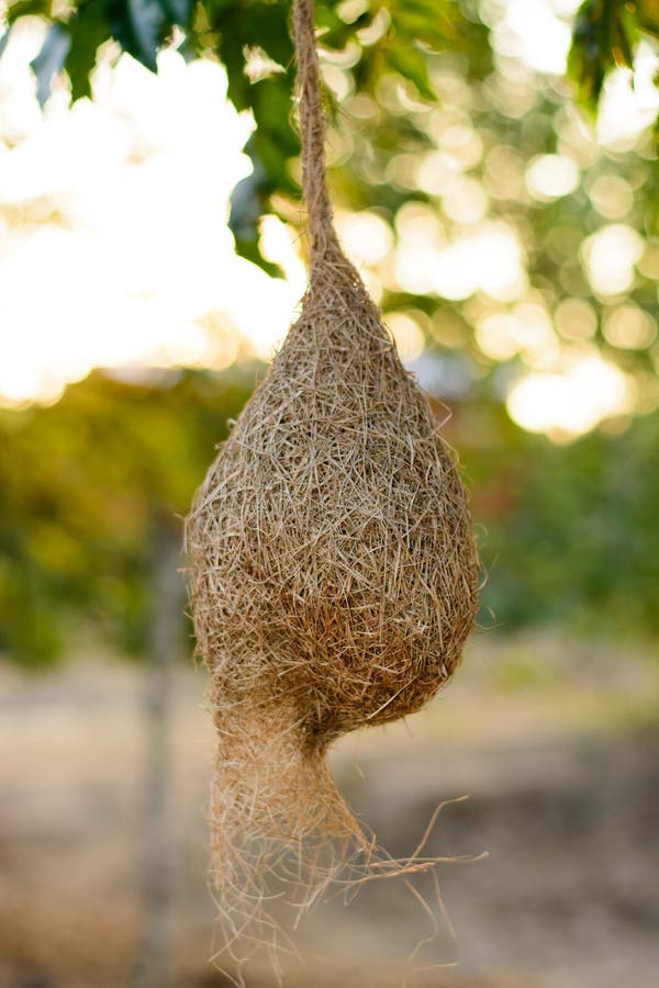 Skylark nests stock image. Image of wildlife, woven, grass - 63989001