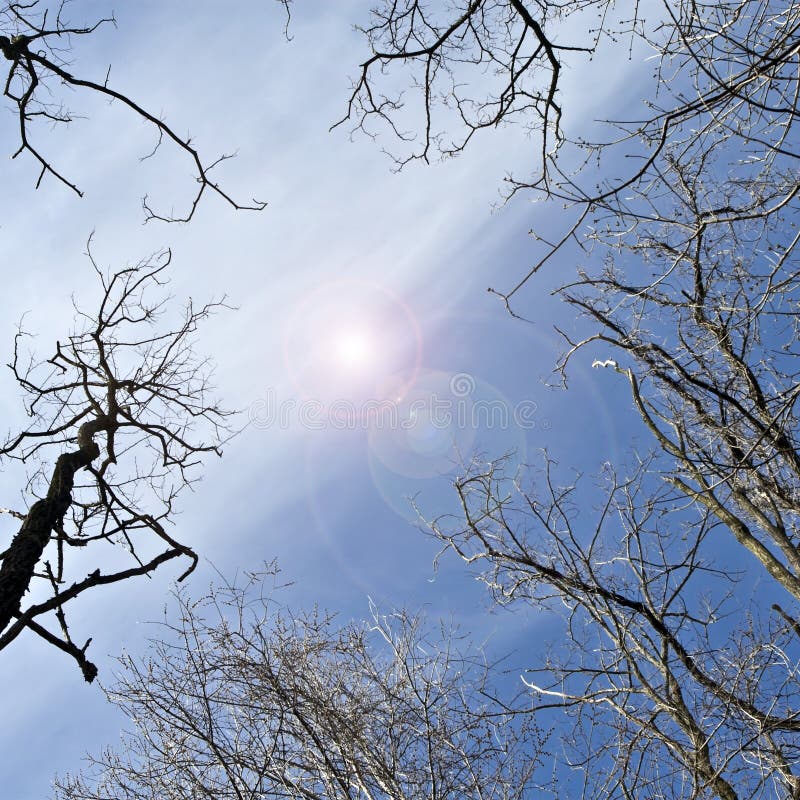SkyLight stock photo. Image of natural, woods, inspirational - 5396754