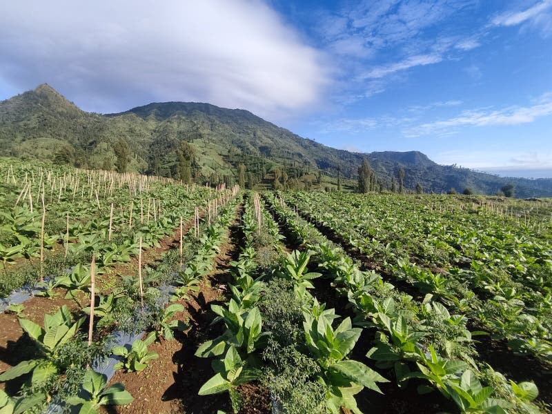 Skylight at Dieng the Highest Village on Java Island Stock Photo ...