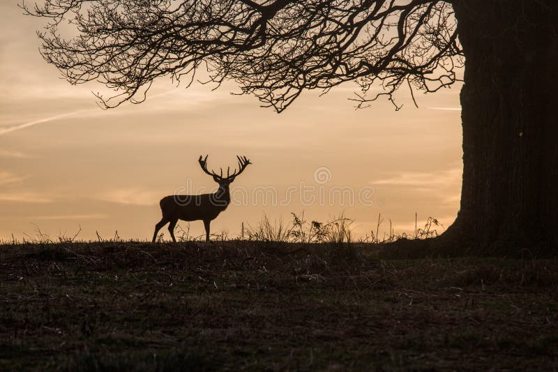 Skylined Rotwild auf Jagd stockbild. Bild von herbst - 110840435