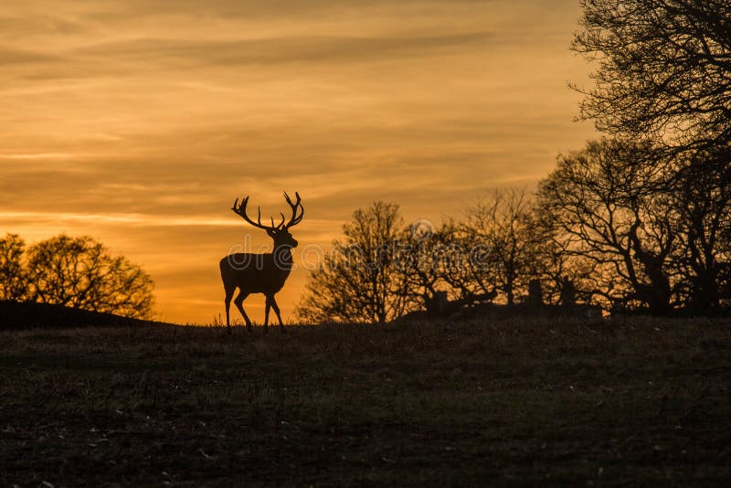 Skylined Rotwild auf Jagd stockbild. Bild von wolke - 110837143