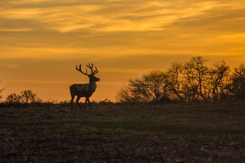 Skylined Rotwild auf Jagd stockbild. Bild von herbst - 110840435