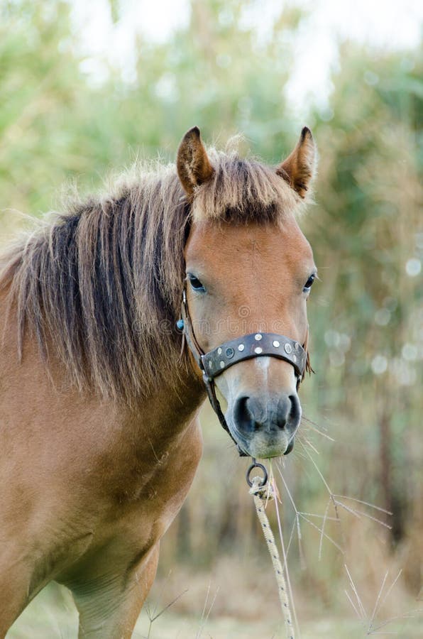 Skyrian Horse Stock Photos - Free & Royalty-Free Stock Photos from ...