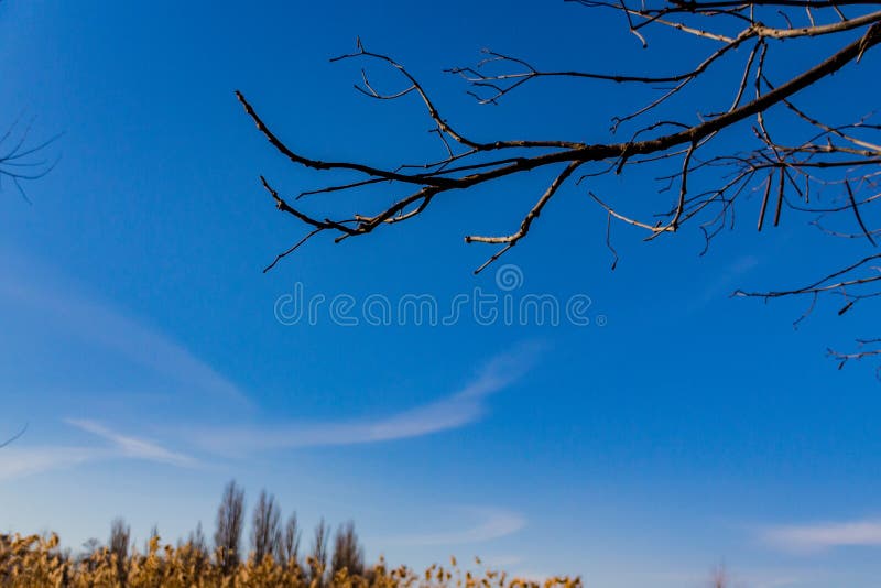 Skyscape with dried forest stock photo. Image of autumn - 136441700