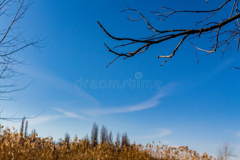 Skyscape with dried forest stock image. Image of park - 136441715