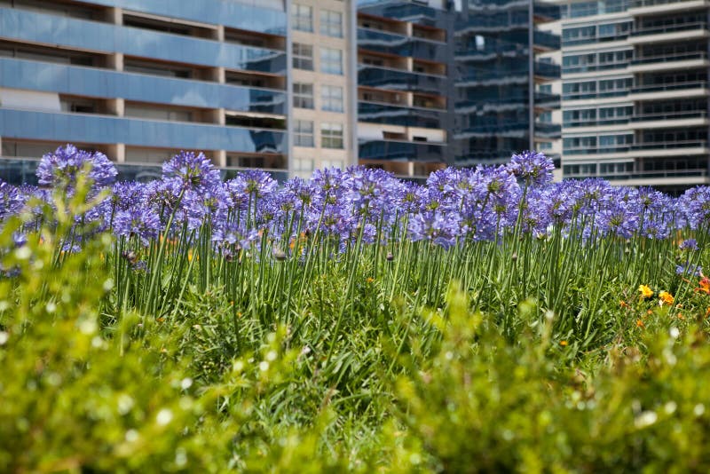 6,104 Skyscraper Flowers Stock Photos - Free & Royalty-Free Stock ...