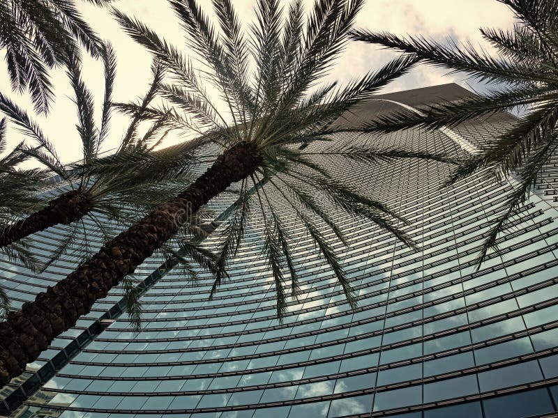 Skyscraper Building Architecture with Palm Trees. Skyscraper Building ...