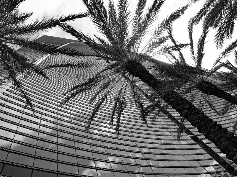 Skyscraper Building Architecture with Palm Trees. Skyscraper Building ...