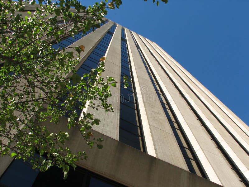 Skyscraper with Tree stock photo. Image of office, tree - 336114