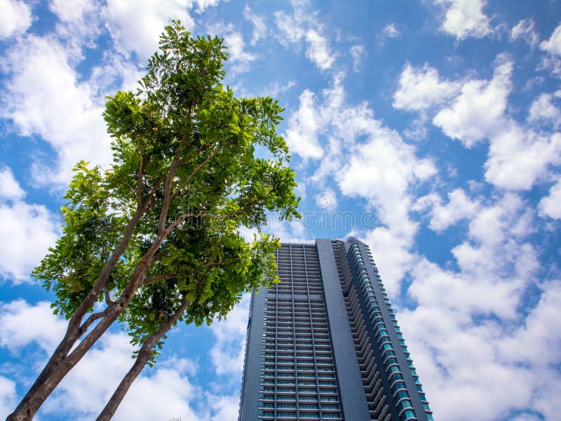 Skyscraper with Tree stock photo. Image of office, tree - 336114