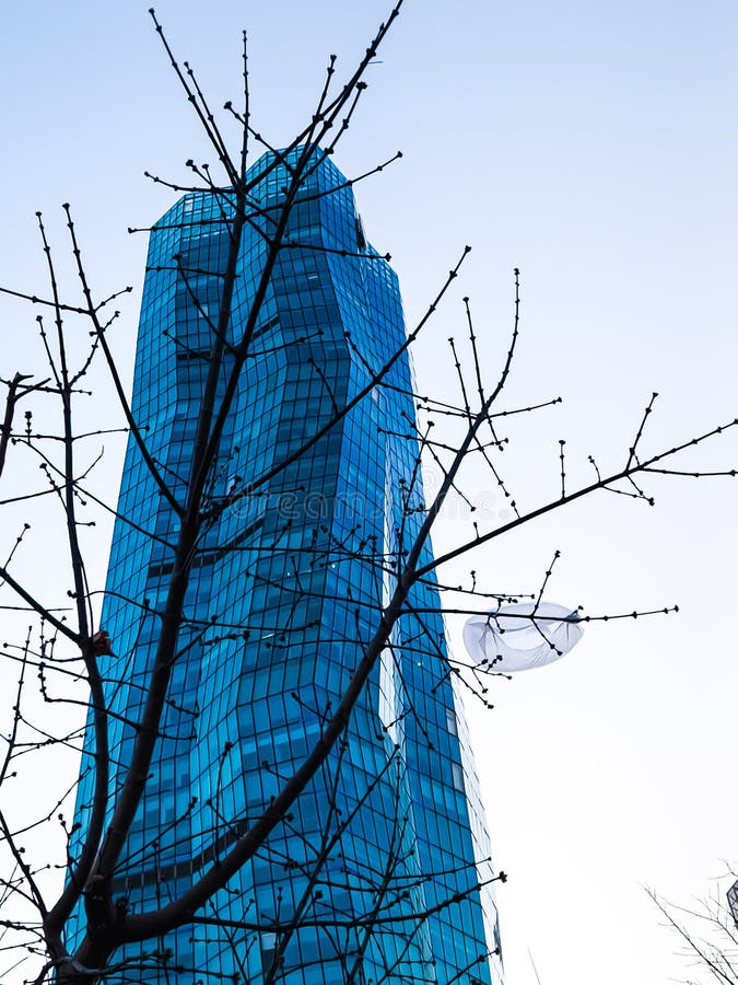 Skyscraper with a Winter Tree and a Package is Hanged on it Stock Image ...