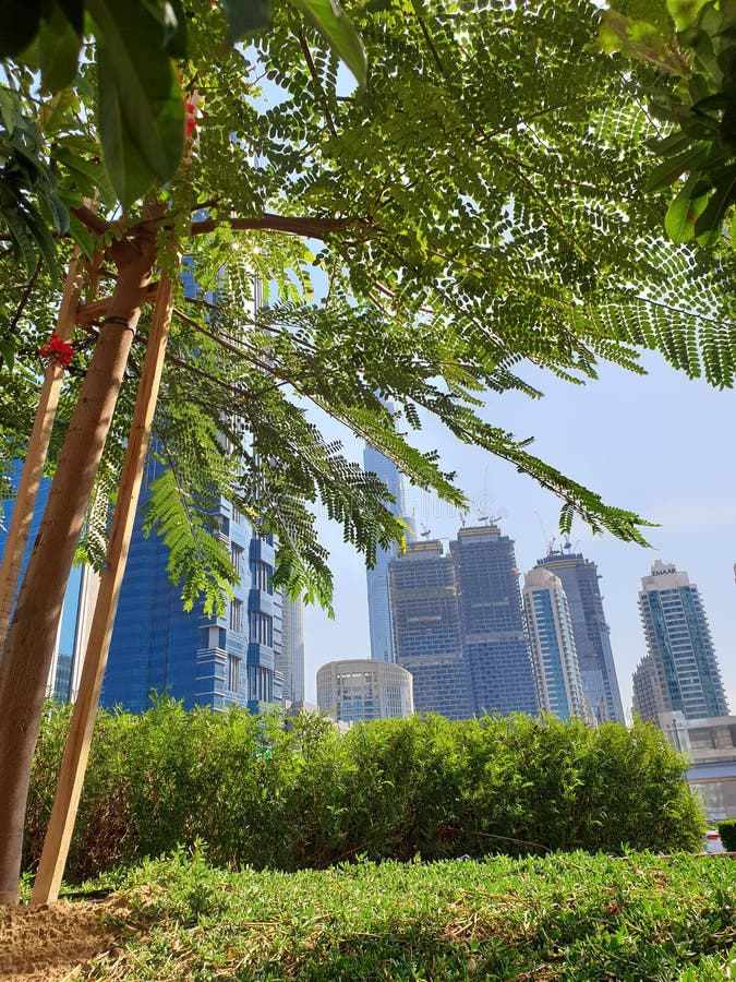 The Skyscrapers Appears Behind the Trees Editorial Image - Image of ...