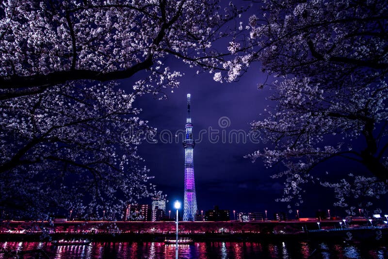 Skytree and Sakura at Night Stock Image - Image of park, skyline: 53594397