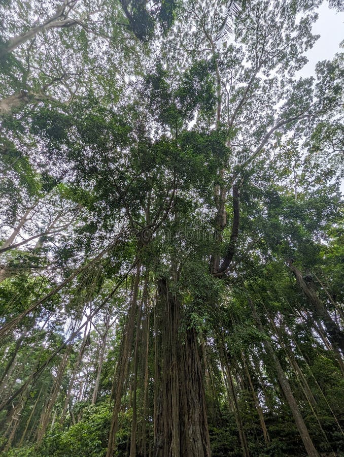 Skyview in the Monkey Forest Stock Image - Image of destination, asia ...