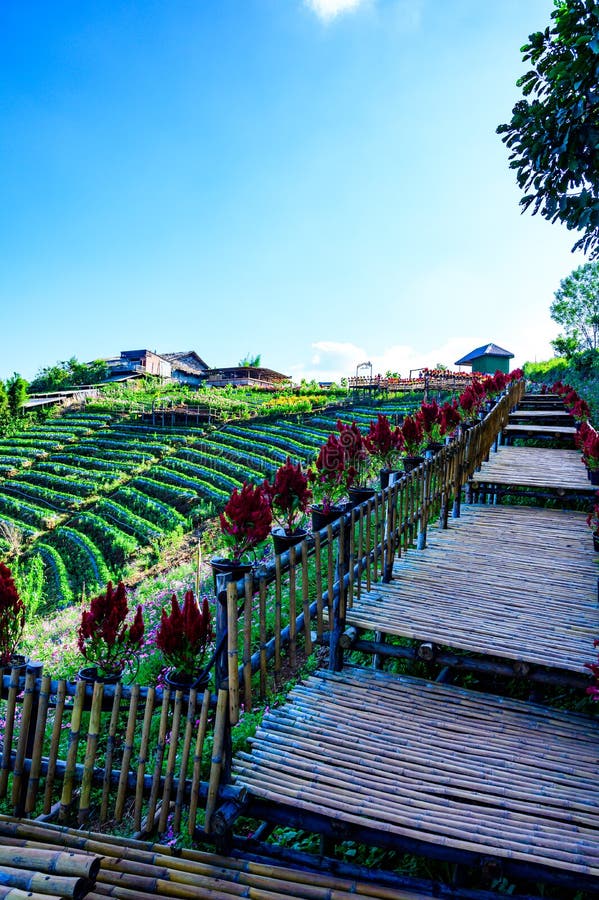 Skywalk with Beautiful Park at Mon Cham Stock Image - Image of moncham ...