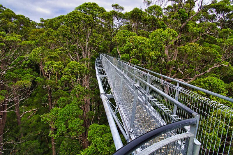 Skywalk through the Top of Eucalyptus Forest, Western Australia Stock ...