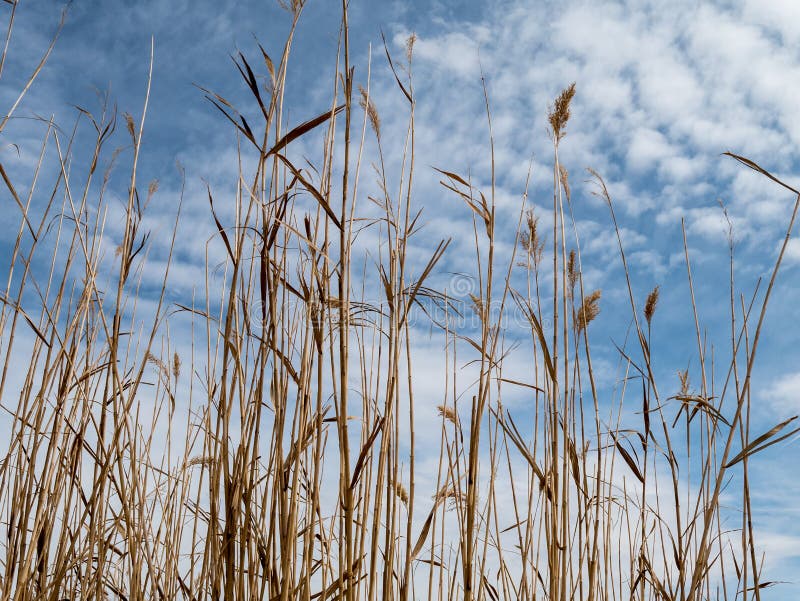 Wispy Grasses Blowing in the Breeze, Background Stock Image - Image of ...