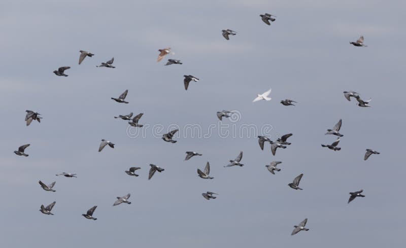 Skyward Symphony: the Dance of Birds in Collective Flight Stock Photo ...