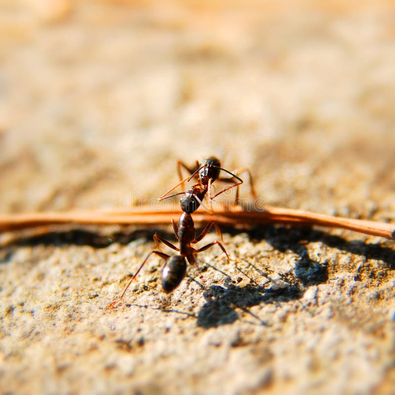 9,506 Myror Stock Photos - Free & Royalty-Free Stock Foton från Dreamstime