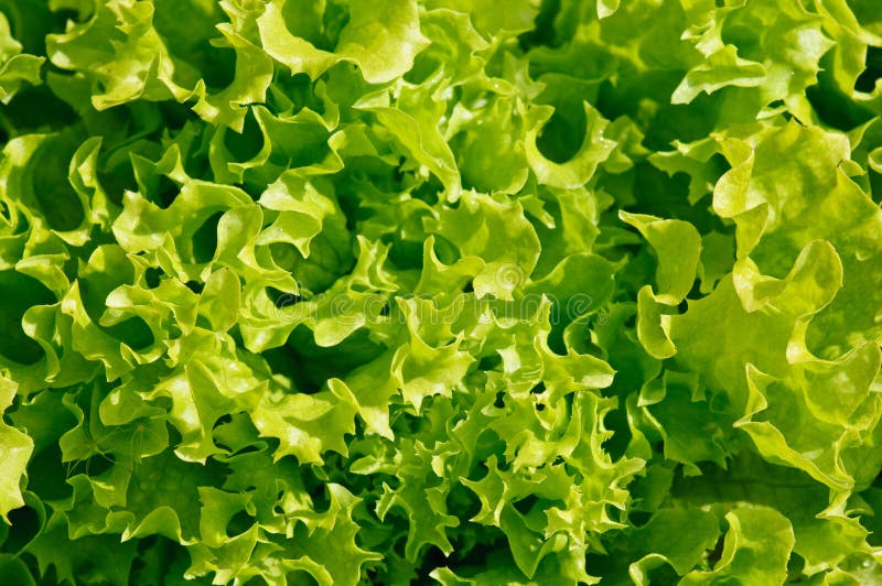 Sla stock foto. Image of lente, wagon, vegetariër, plantaardig - 10020462