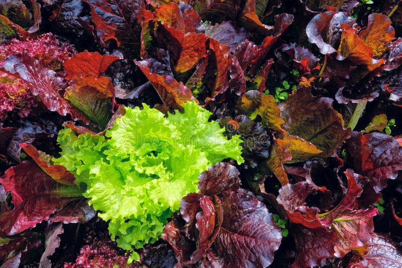 Sla stock afbeelding. Image of rood, bladeren, voedsel - 131806105