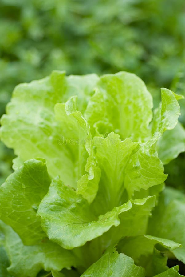 Sla stock foto. Image of plantaardig, gezond, vers, gewas - 41224828