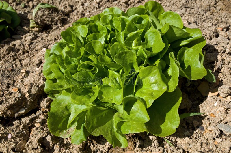 Sla stock foto. Image of plantaardig, gezond, vers, gewas - 41224828