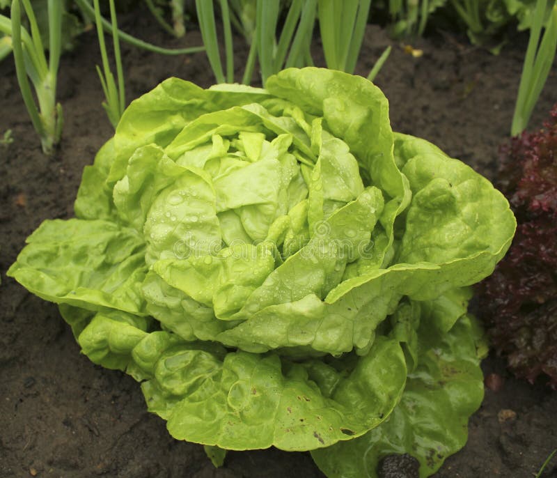 Sla stock foto. Image of plantaardig, gezond, vers, gewas - 41224828