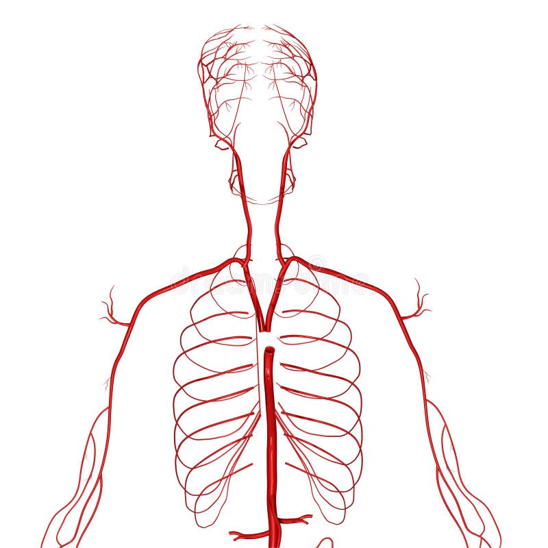 Skelet Met Slagaders En Zenuwen Stock Illustratie - Illustration of ...