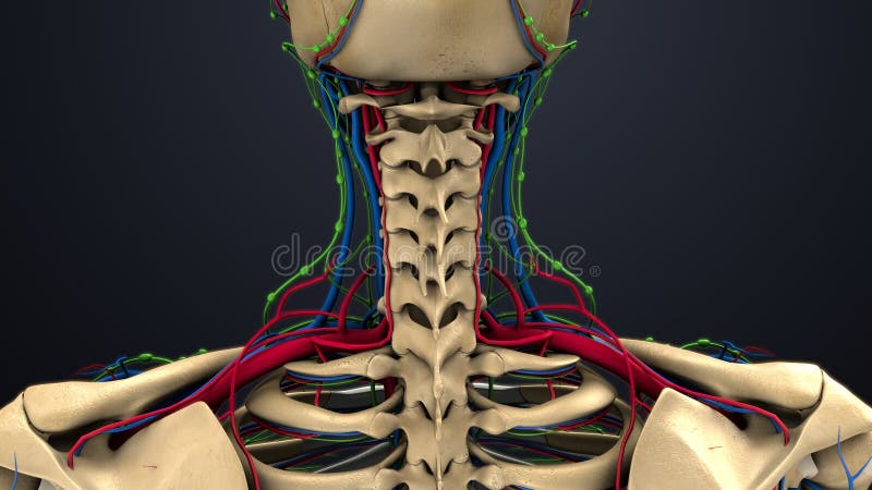 Slagaders, Aders En Lymfeknopen Bij Hals Stock Illustratie ...